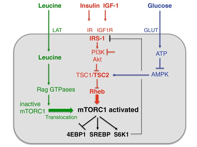 단백질 AMPK-mTOR - 미라클 통합기능의학 센터